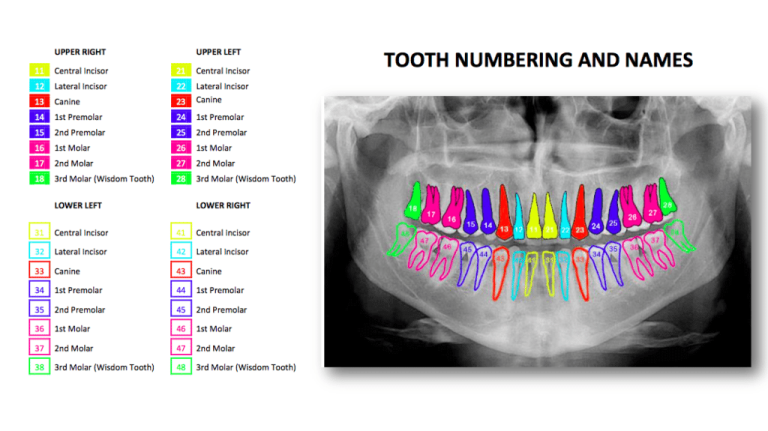 Teeth Numbers and Names, A Guide to Understand The Terms